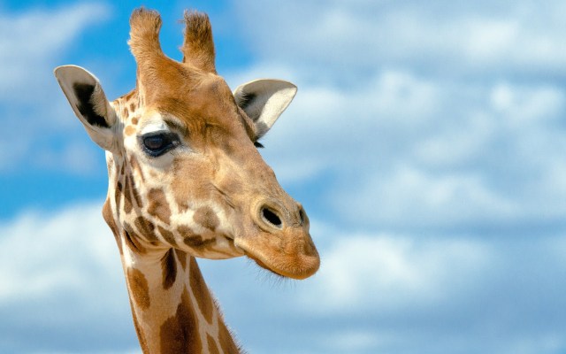 Giraffe Free Wallpapers For Desktop Giraffe | Free Photos | UIHere